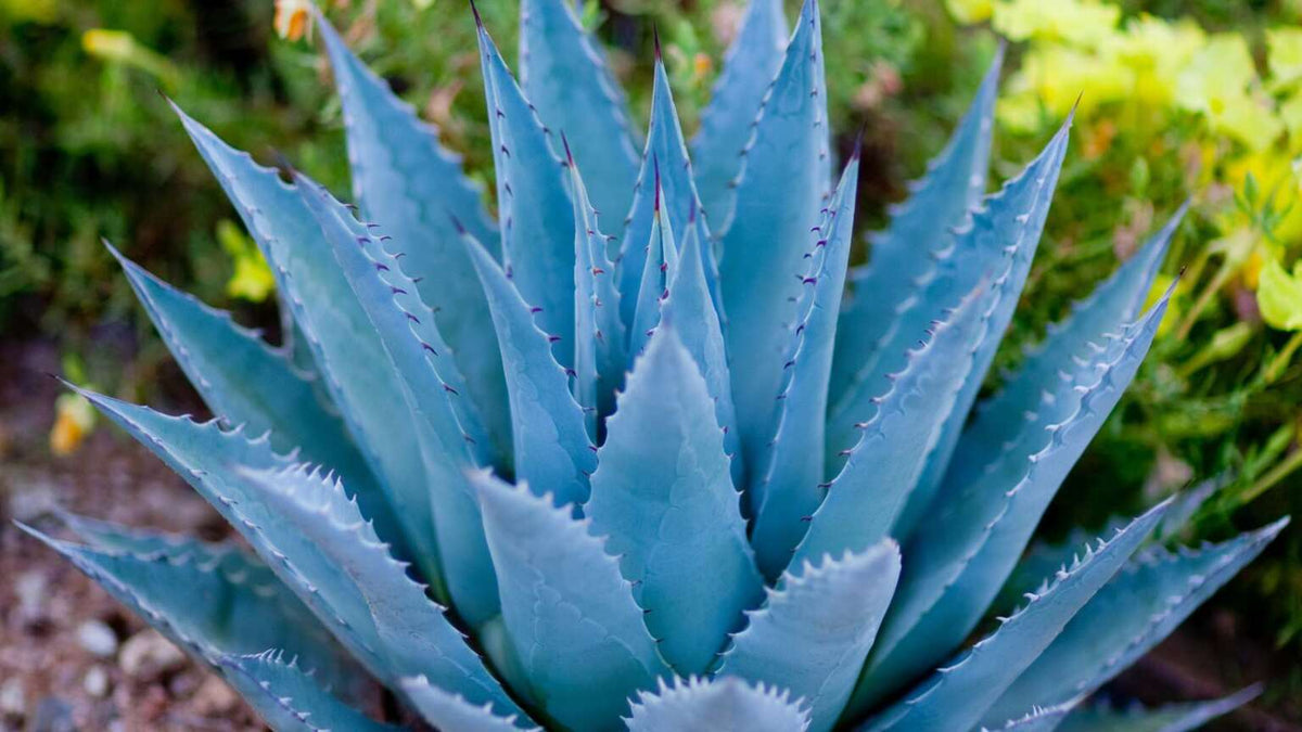 Agave Inulin Powder: A Sweet and Healthful Revelation — Yin & Yang ...